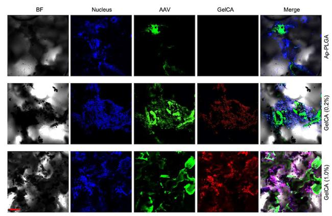 Premade Control Virus - Lentivirus, AAV, Adenovirus 등 | 벡터빌더